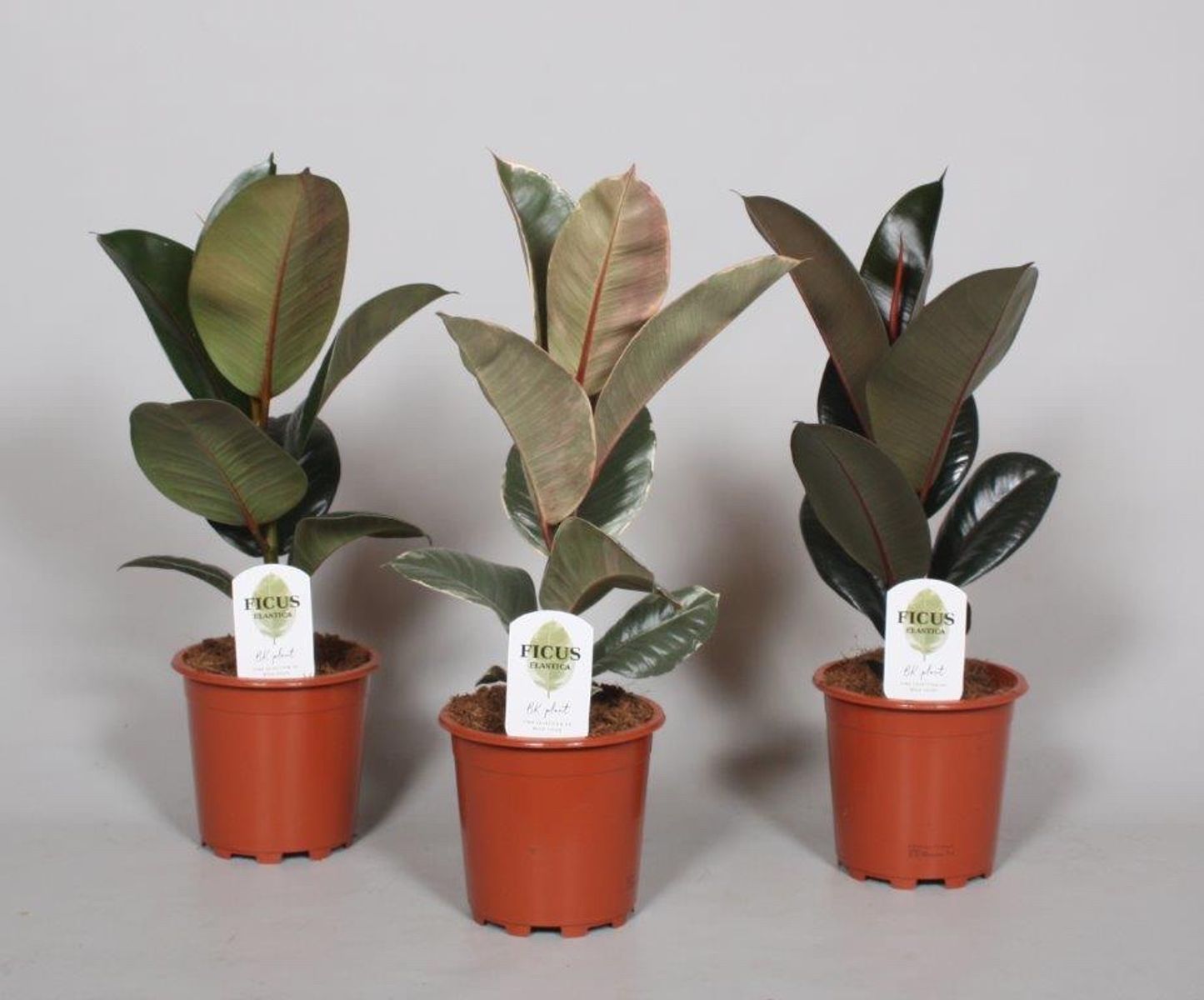 Ficus MIX — Pflanzengroßhandel FlorAccess
