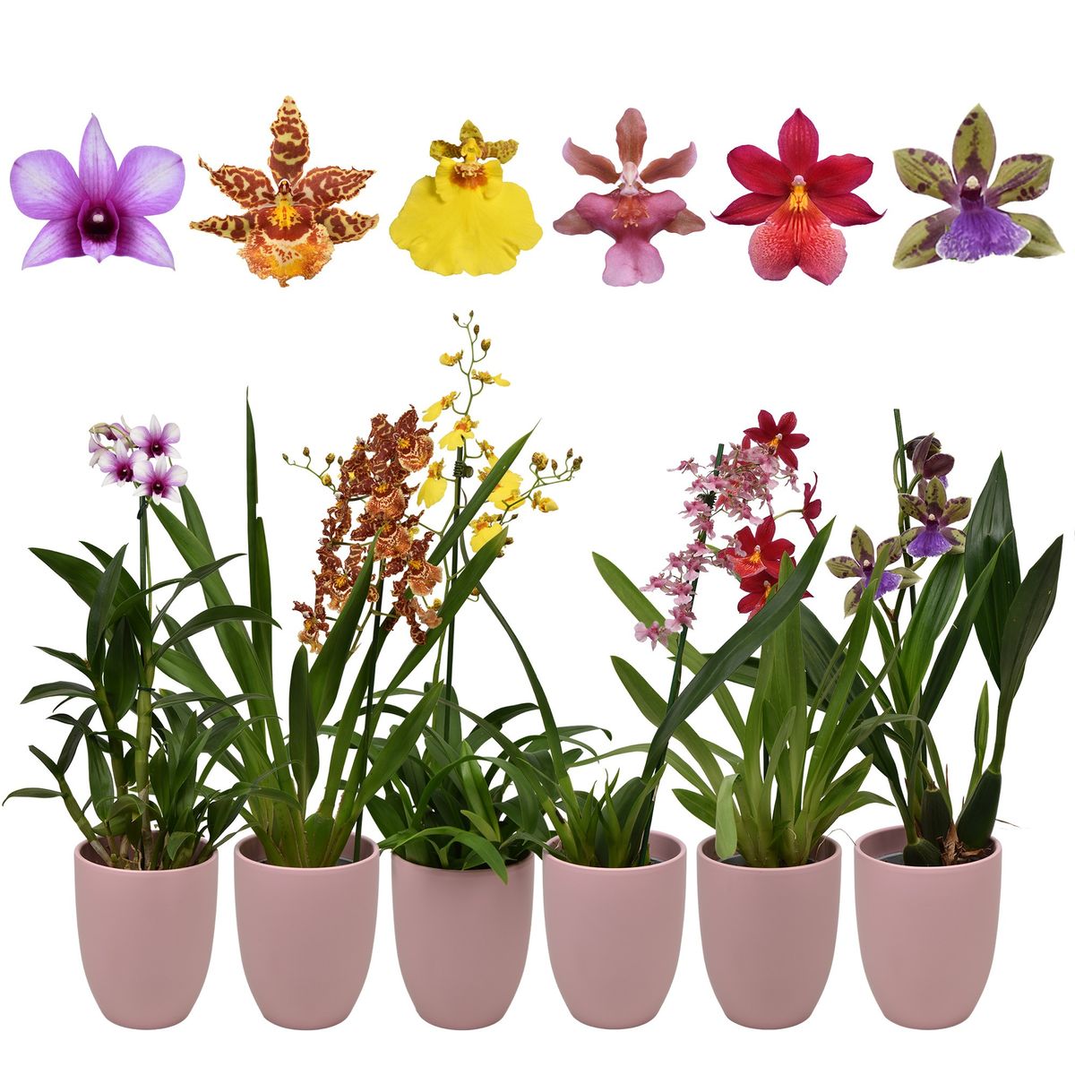 Orchid MIX — Plant Wholesale FlorAccess