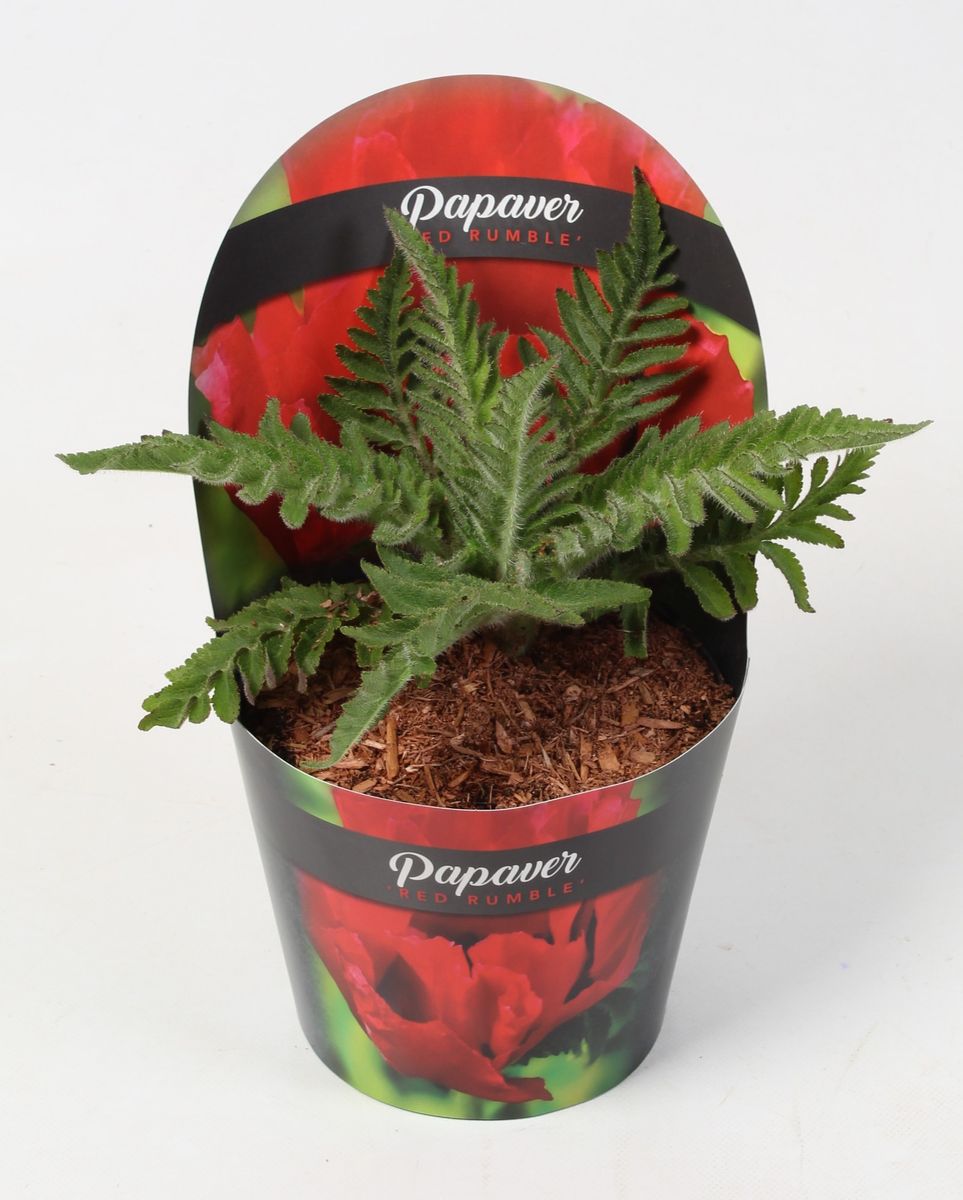 Papaver orientale RED RUMBLE — Pflanzengroßhandel FlorAccess