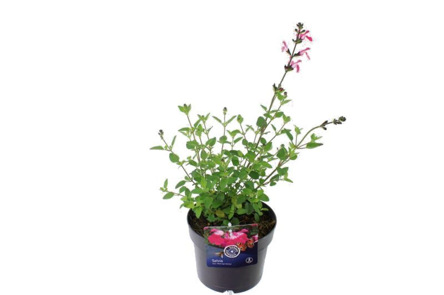 Salvia microphylla PINK LIPS — Plant Wholesale FlorAccess