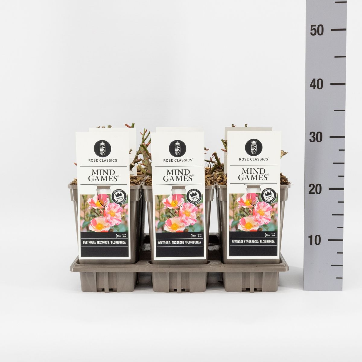 Rosa MIND GAMES — Plant Wholesale FlorAccess