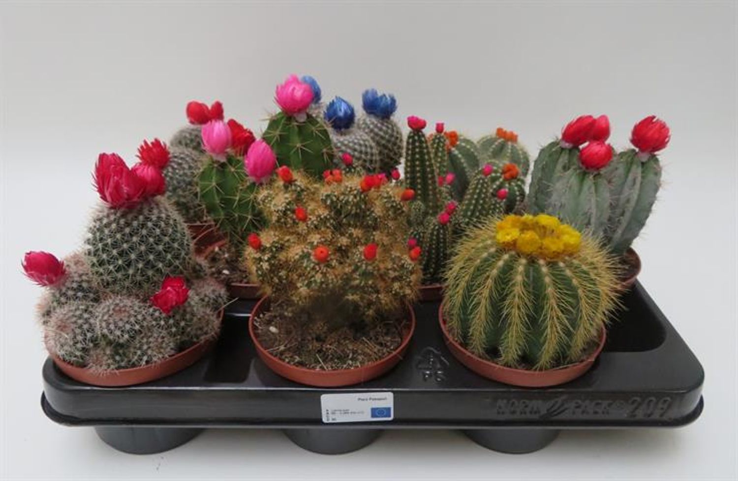 Cactus MIX — Plant Wholesale FlorAccess