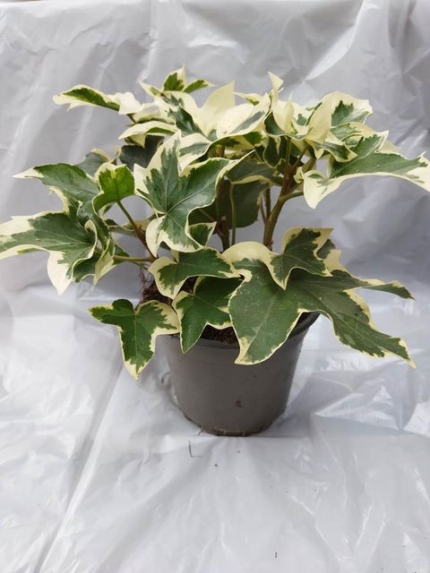 x Fatshedera lizei 'Silver Prince' — Plant Wholesale FlorAccess