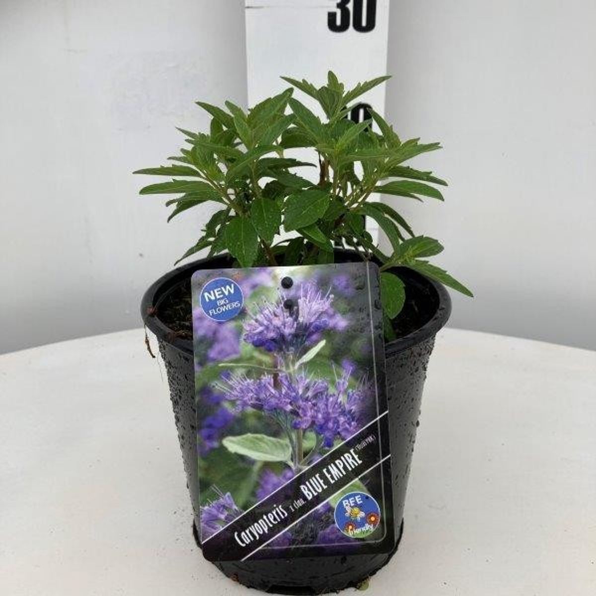 Caryopteris x clandonensis BLUE EMPIRE — Plant Wholesale FlorAccess