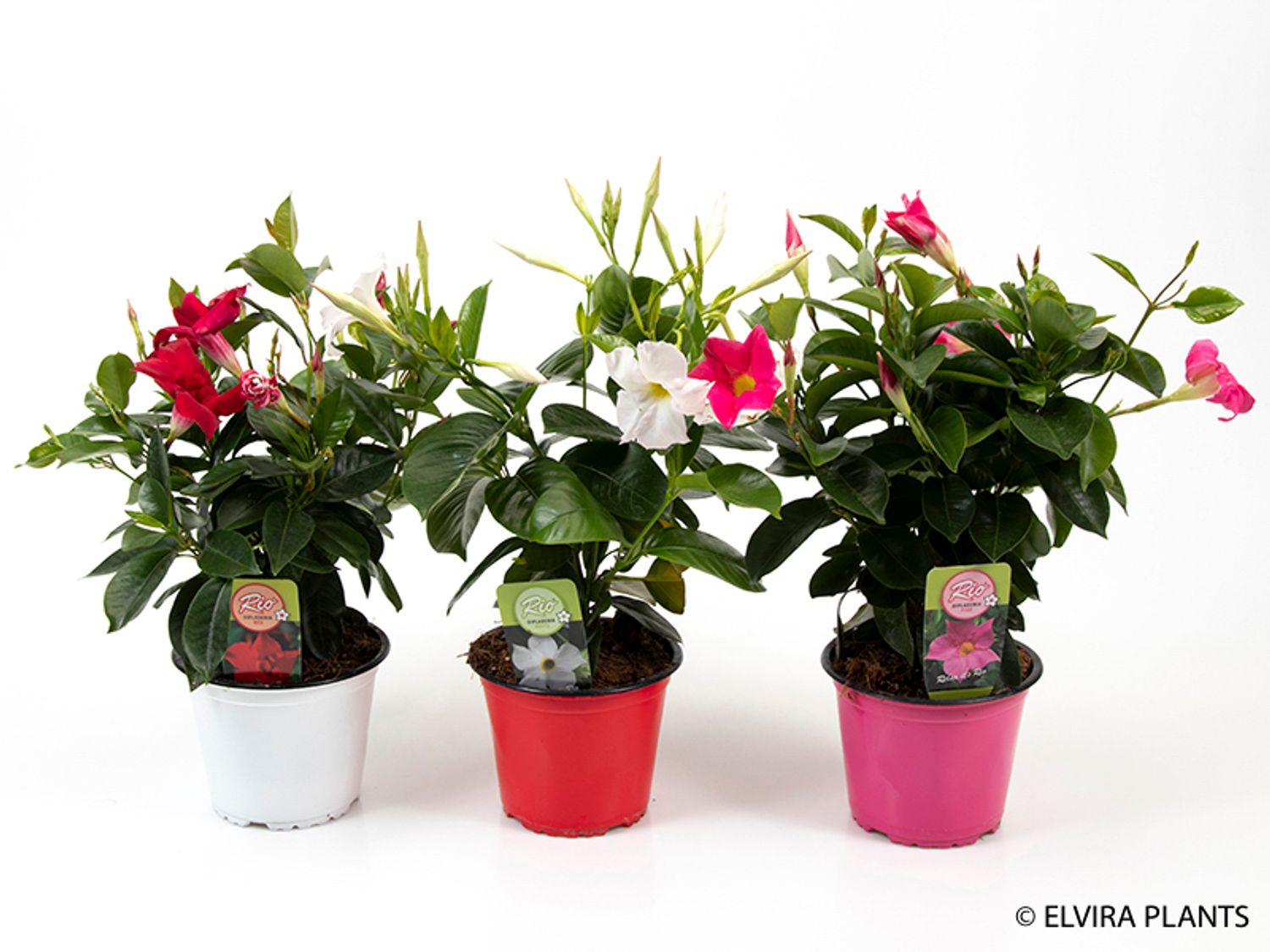 Mandevilla MIX — Plant Wholesale FlorAccess