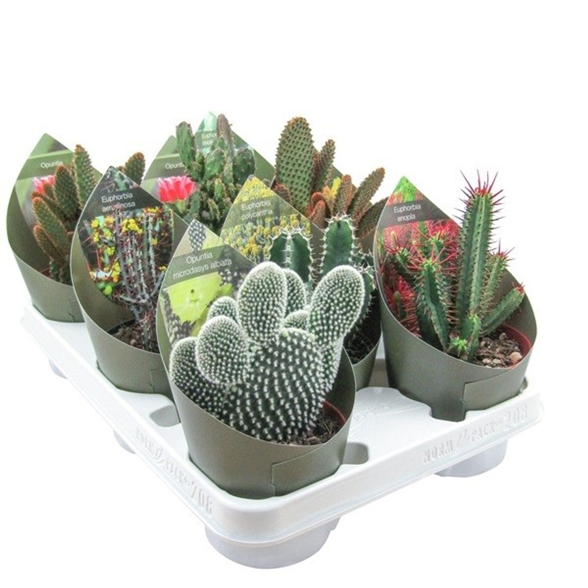 Cactus MIX — Plant Wholesale FlorAccess