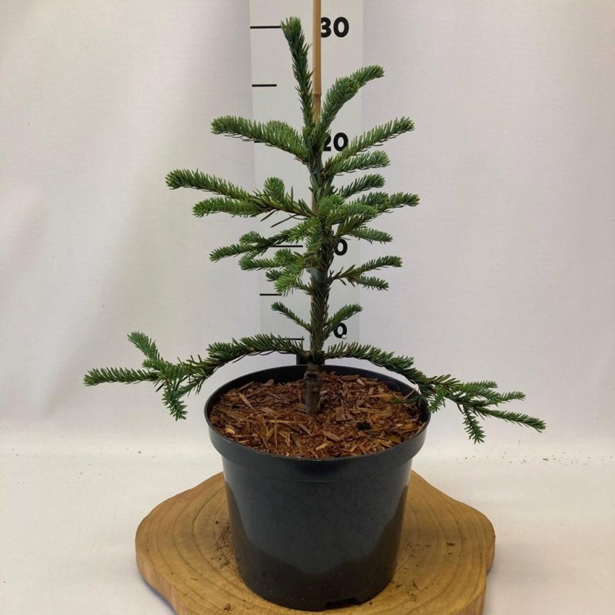 Abies procera 'Rat Tail' — Pflanzengroßhandel FlorAccess