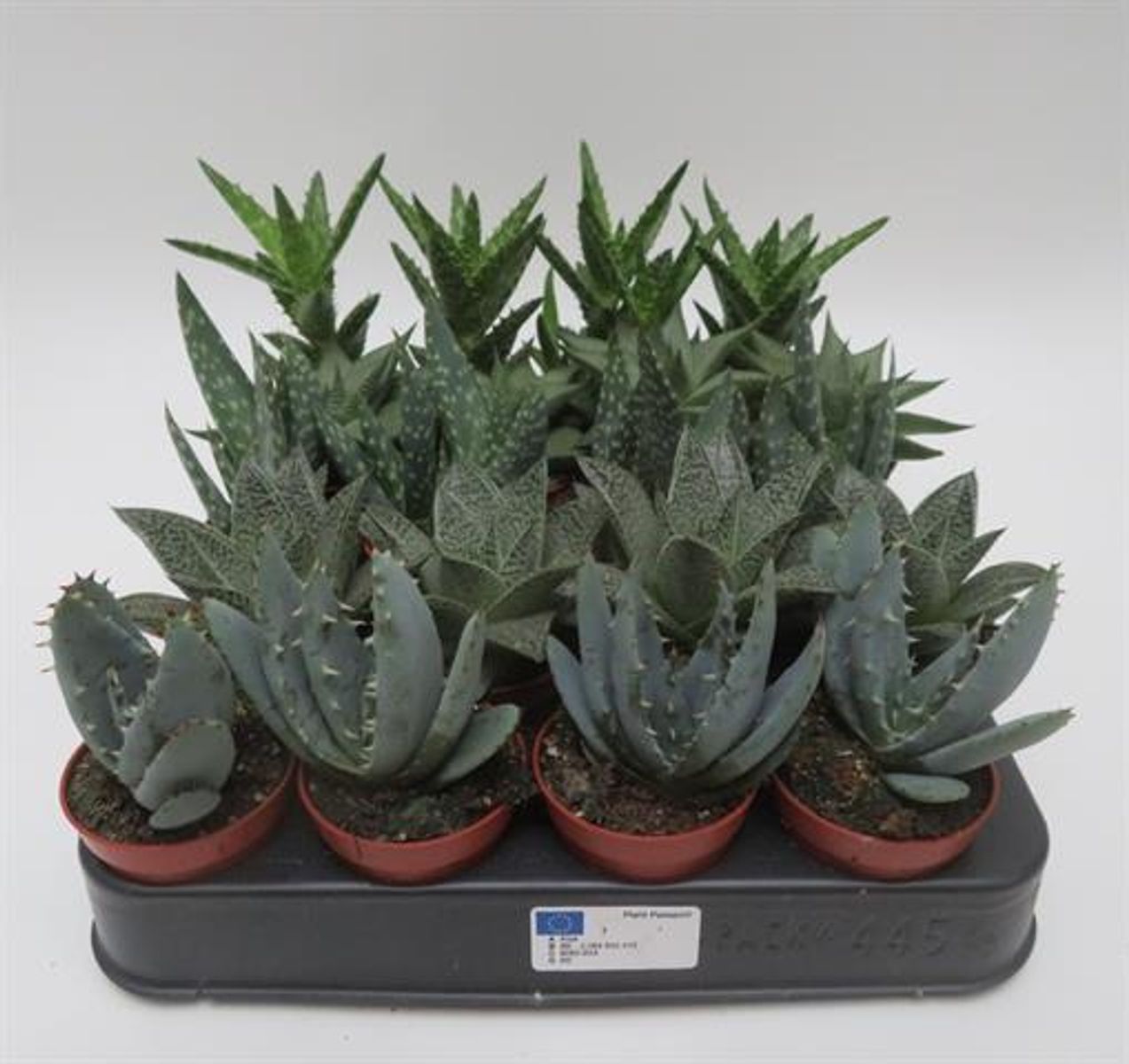 Aloe MIX — Plant Wholesale FlorAccess