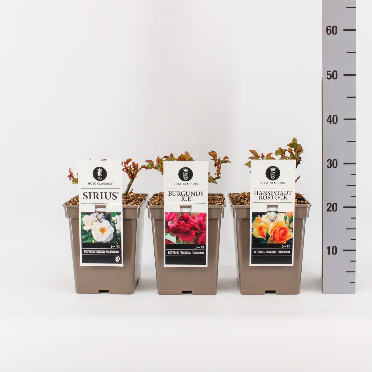 Rosa MIX — Plant Wholesale FlorAccess