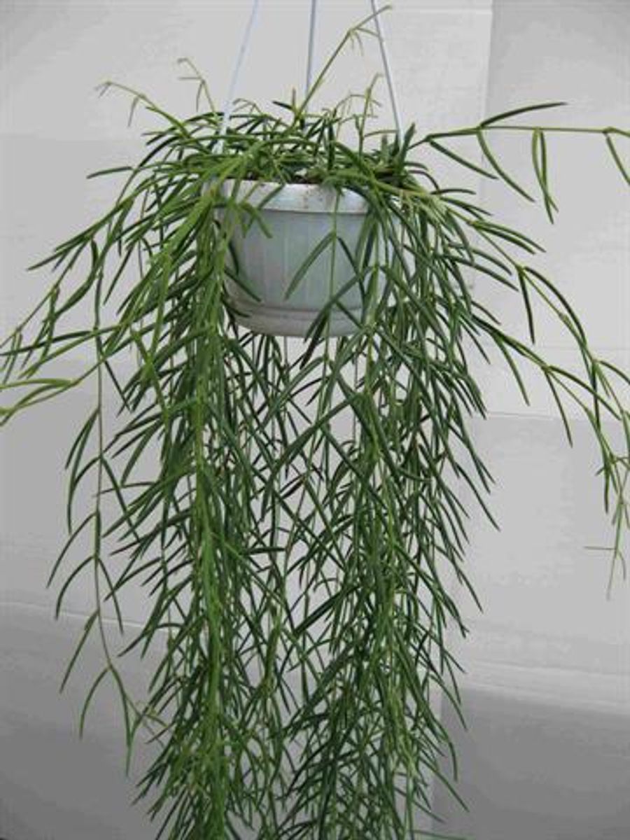 Hoya linearis — Plant Wholesale FlorAccess