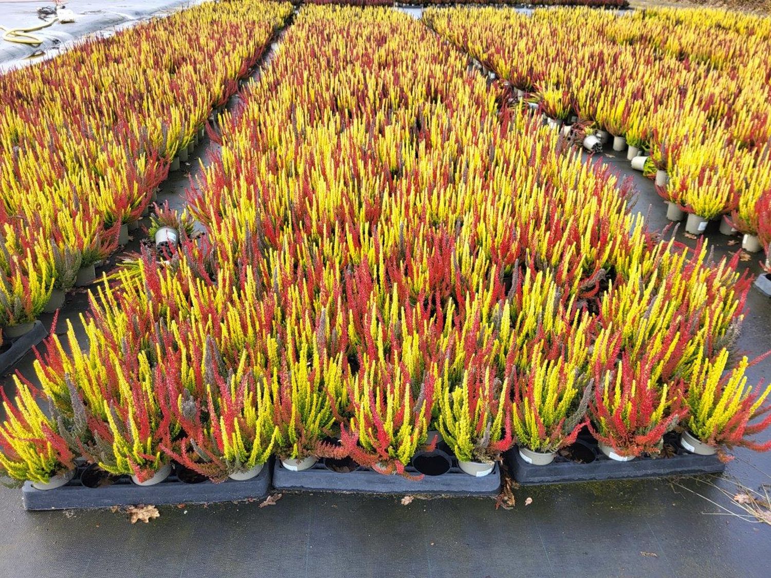 Calluna vulgaris GARDEN GIRLS MIX IN POT — Plant Wholesale FlorAccess