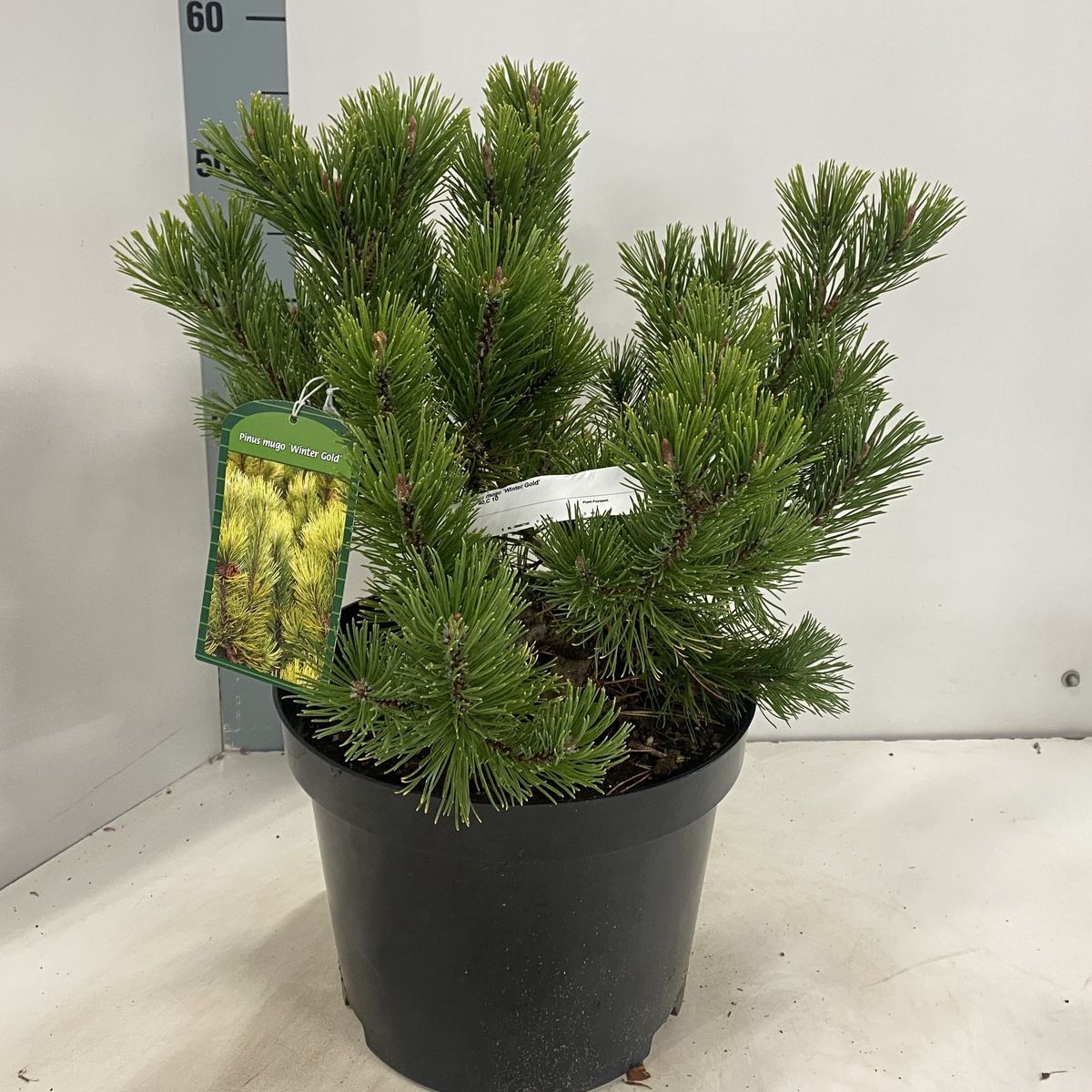 Pinus mugo 'Winter Gold' — Plant Wholesale FlorAccess