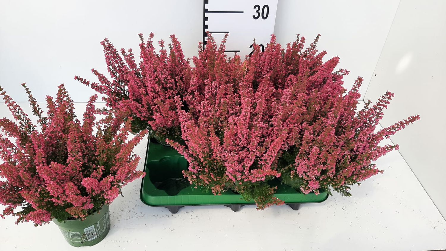Erica gracilis BEAUTY QUEEN MIX — Plant Wholesale FlorAccess