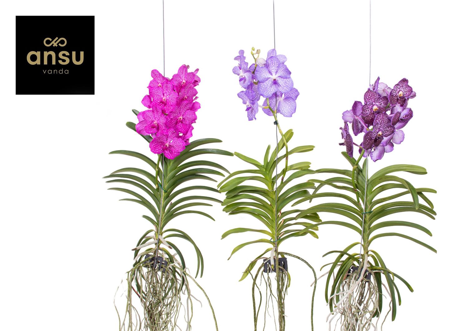 Vanda MIX — Plant Wholesale FlorAccess