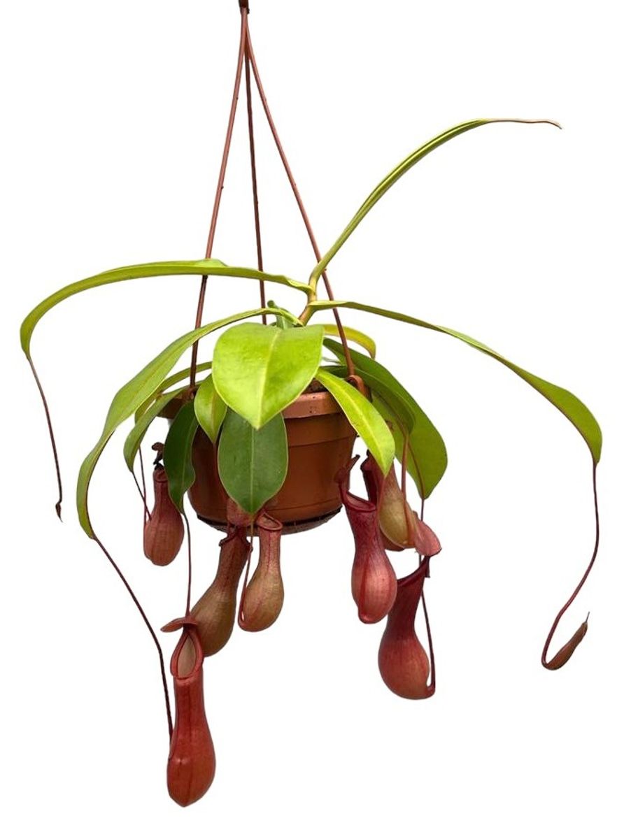 Nepenthes alata — Plant Wholesale FlorAccess