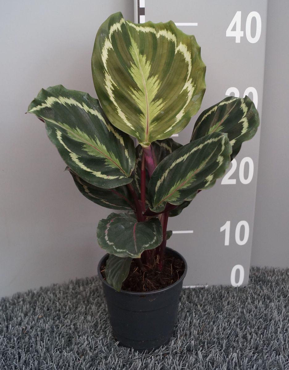 Calathea 'Medallion' — Plant Wholesale FlorAccess