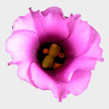 Eustoma grandiflorum BOLERO MIX — Plant Wholesale FlorAccess