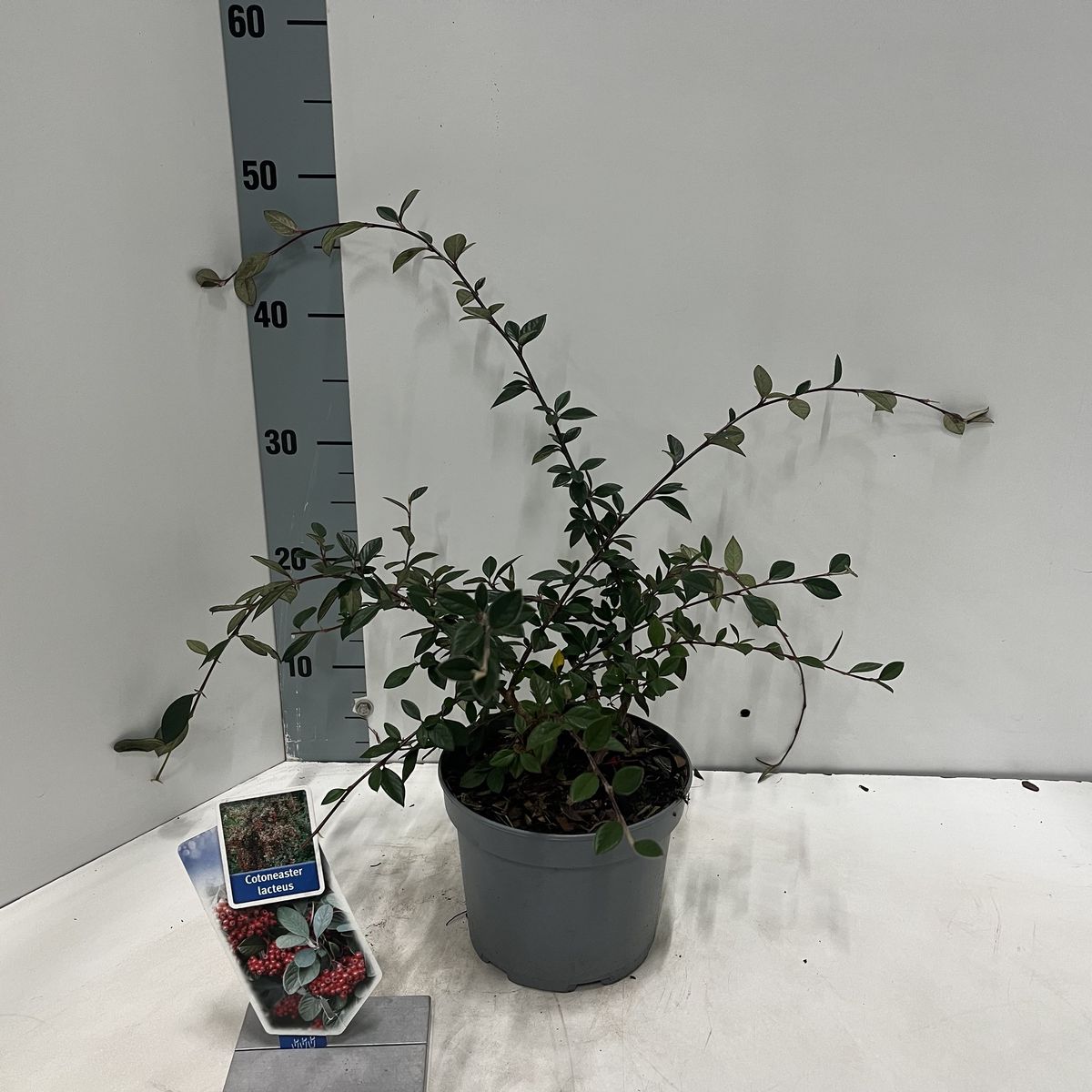 Cotoneaster lacteus — Plant Wholesale FlorAccess