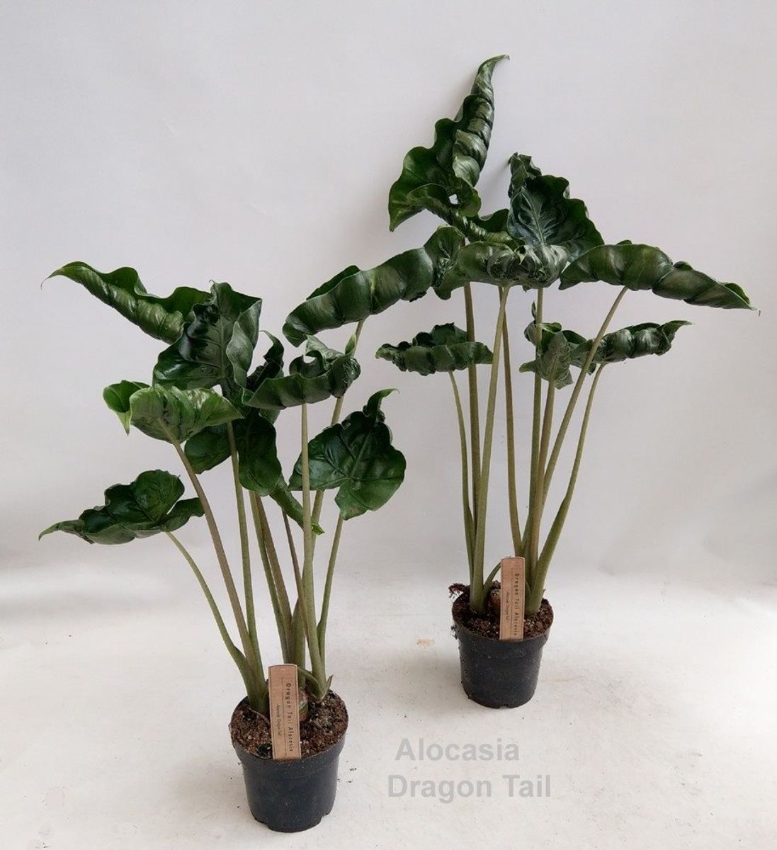 Alocasia 'Dragon Tail' — Plant Wholesale FlorAccess