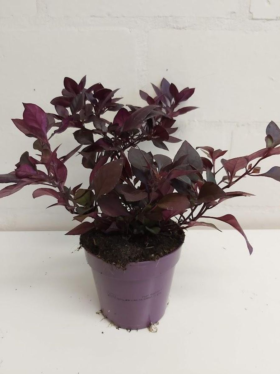 Alternanthera dentata — Plant Wholesale FlorAccess