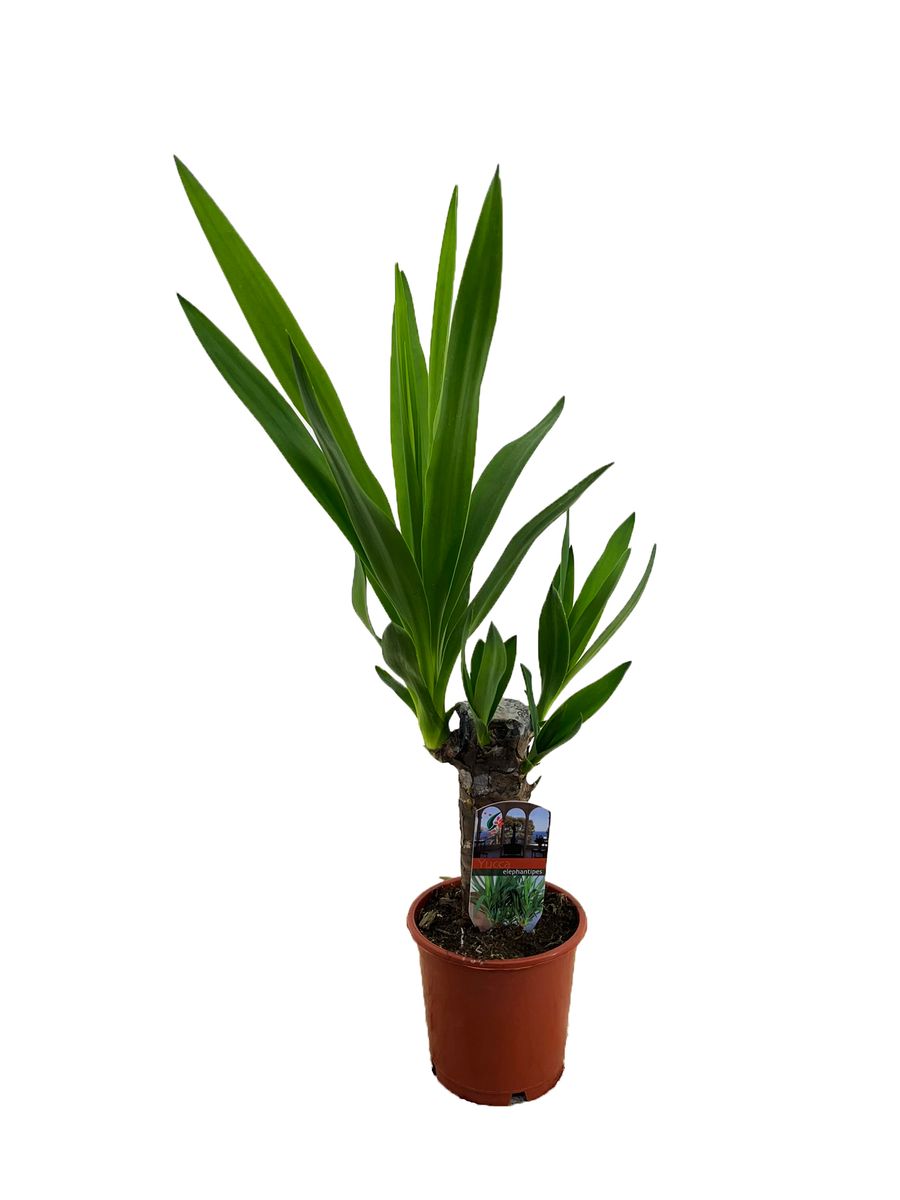 Yucca Elephantipes Poisonous To Cats