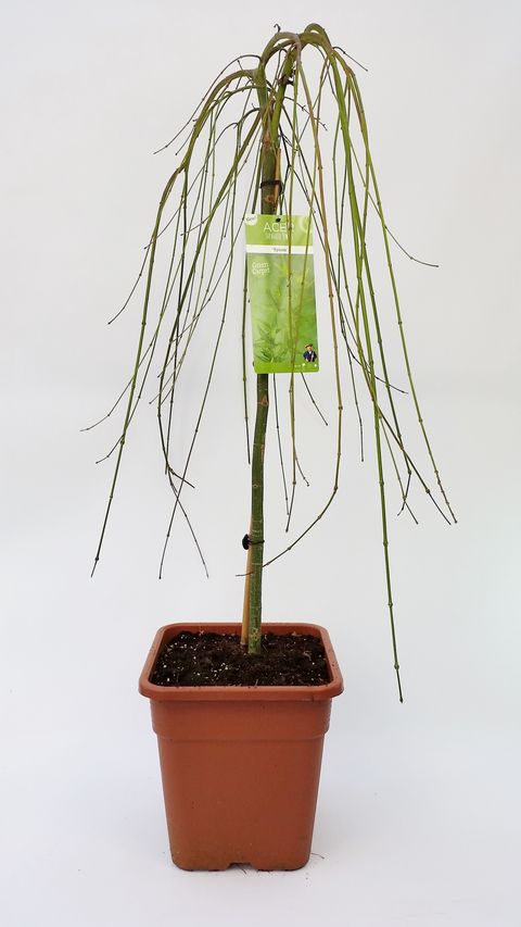 Acer palmatum 'Ryusen' — Plant Wholesale FlorAccess