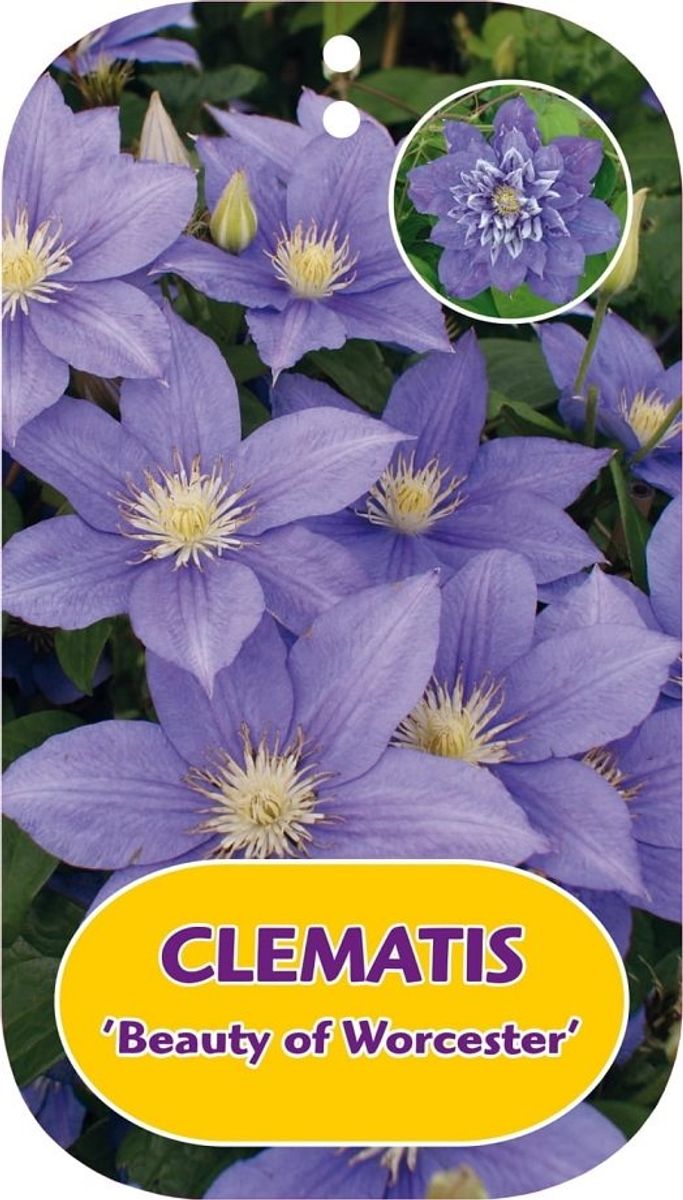 Clematis 'Beauty of Worcester' (LL) — Plant Wholesale FlorAccess
