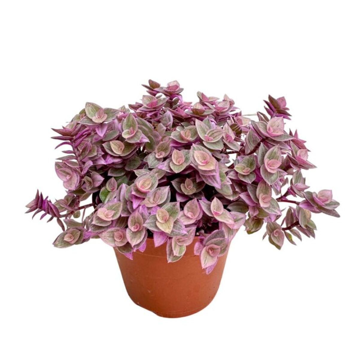 Callisia repens PINK — Plant Wholesale FlorAccess