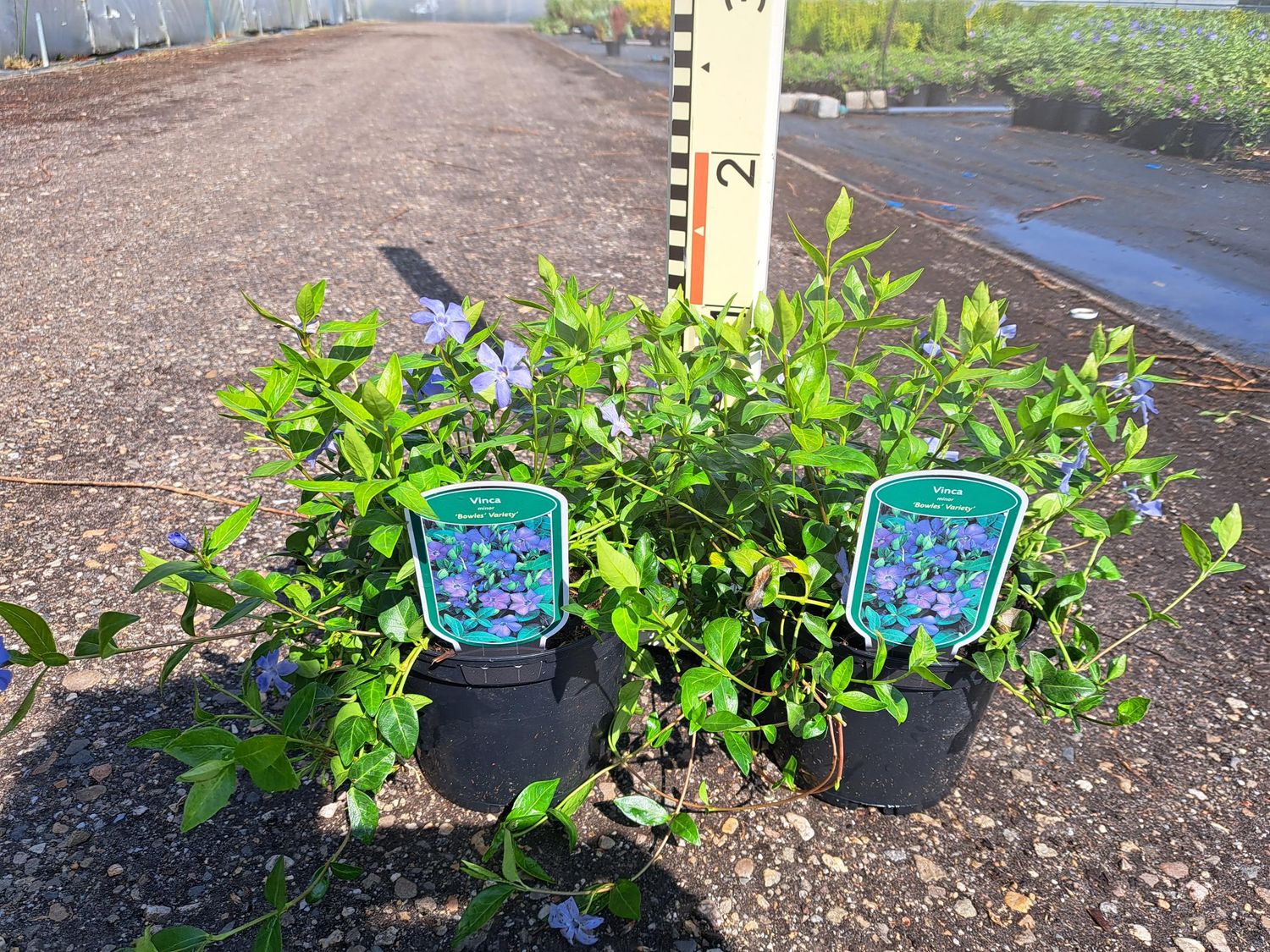 Vinca minor — Plant Wholesale FlorAccess