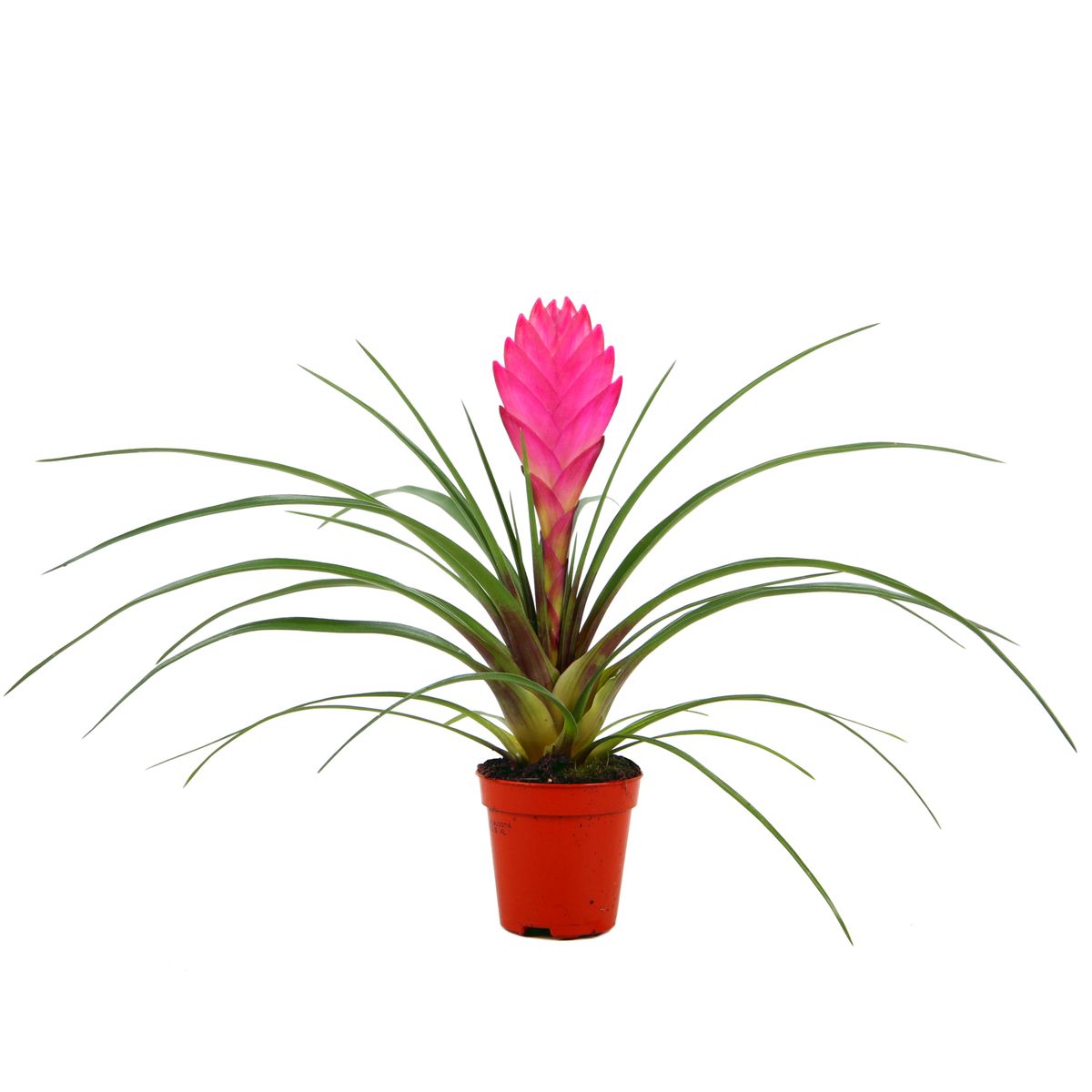 Tillandsia cyanea 'Anita' — Plant Wholesale FlorAccess