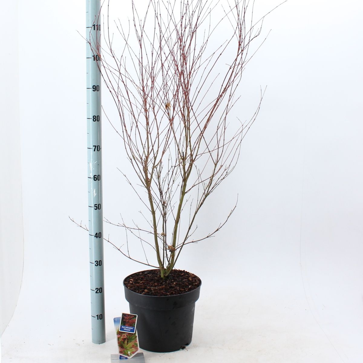 Acer palmatum 'Phoenix' — Plant Wholesale FlorAccess