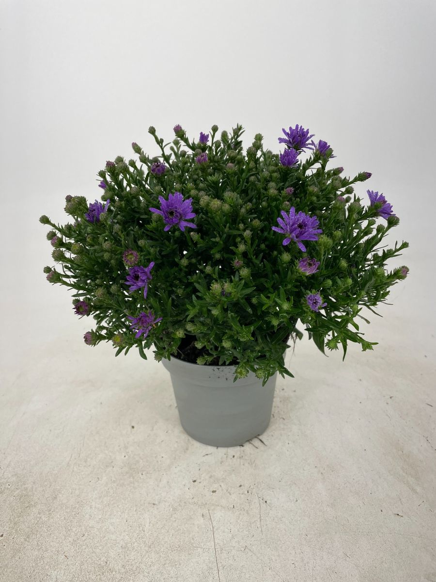 Aster ALPHA DARK PURPLE LAUNCH — Plant Wholesale FlorAccess