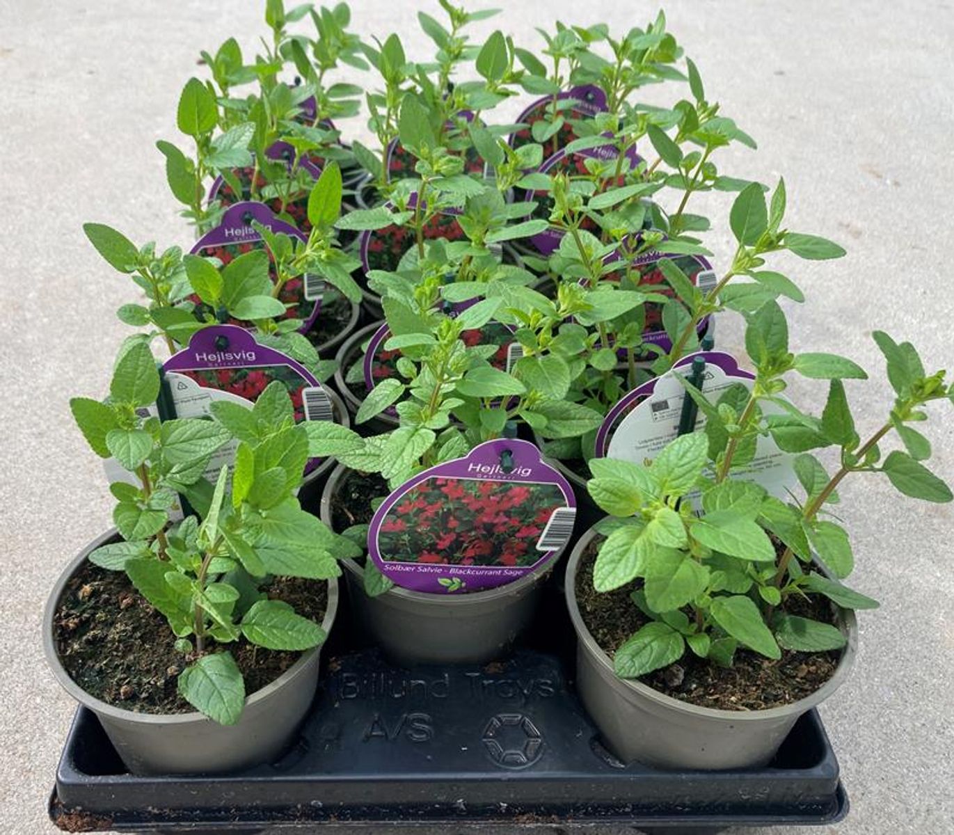Salvia microphylla — Plant Wholesale FlorAccess