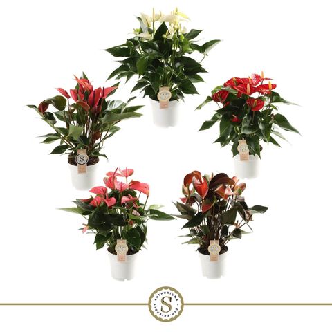 Anthurium MIX — Plant Wholesale FlorAccess