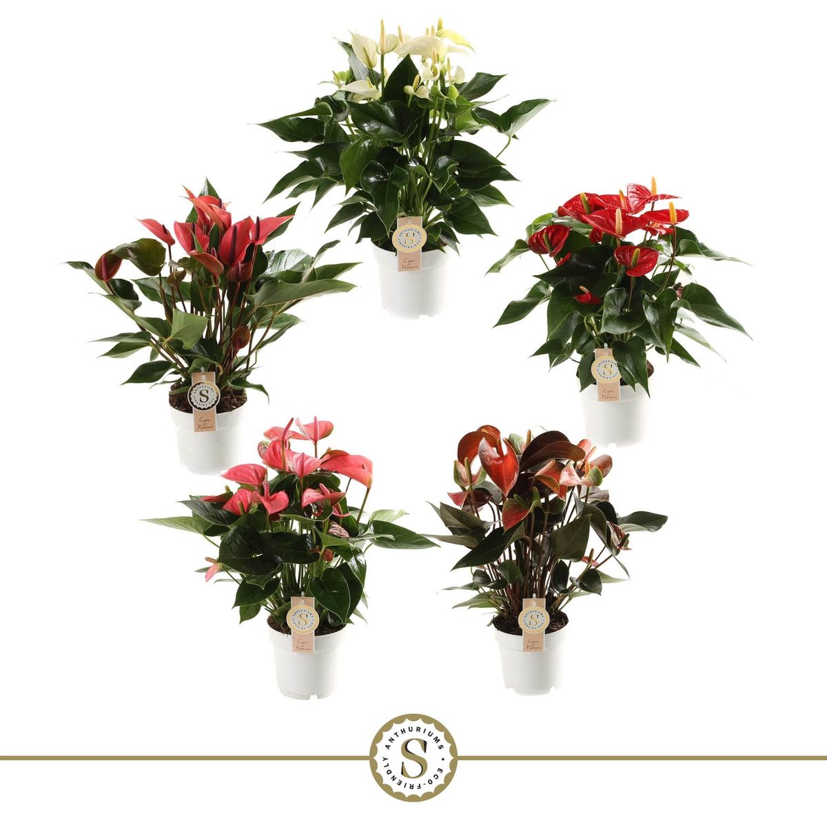 Anthurium MIX — Plant Wholesale FlorAccess