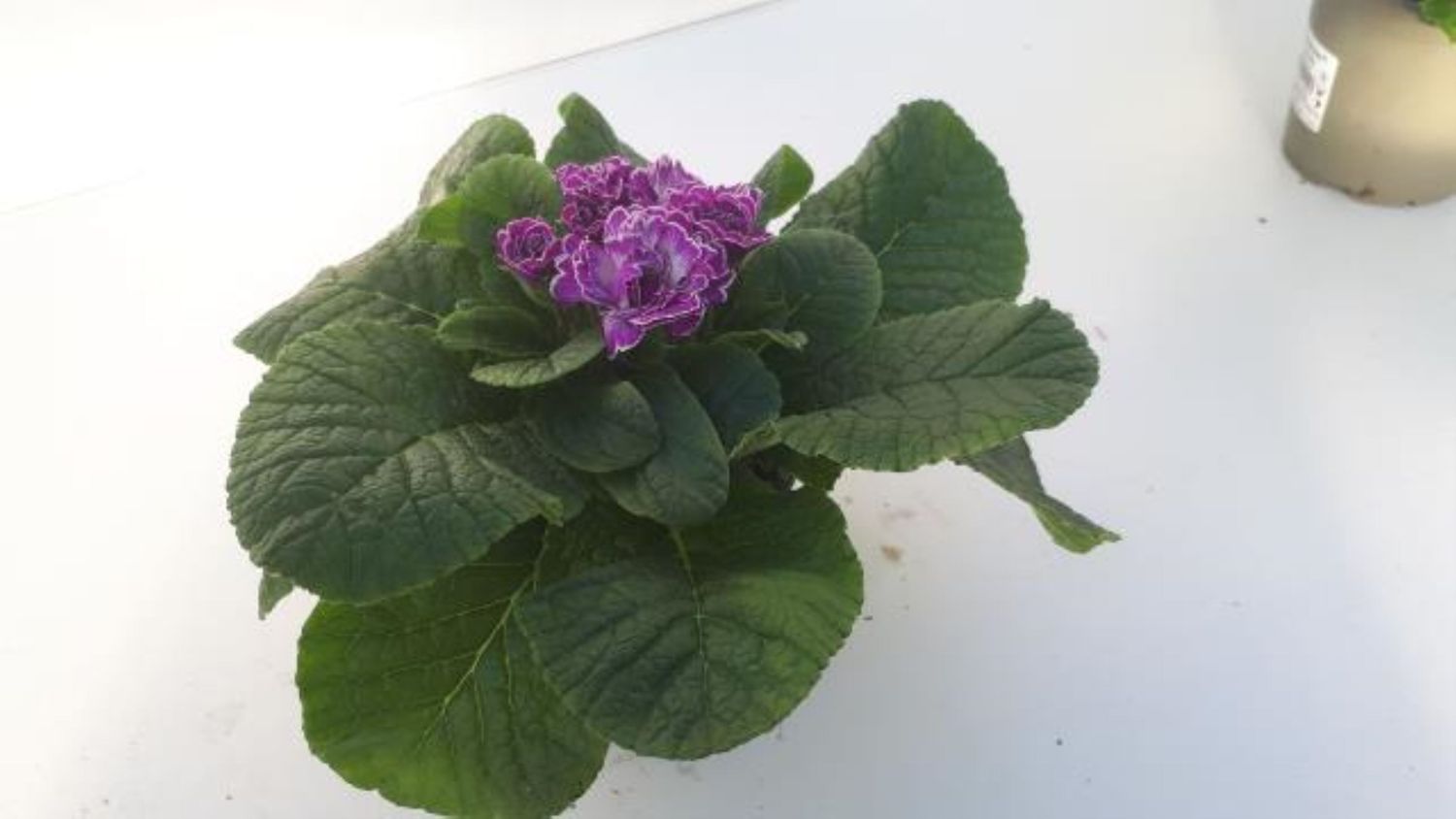 Primula vulgaris BELARINA MIX — Plant Wholesale FlorAccess