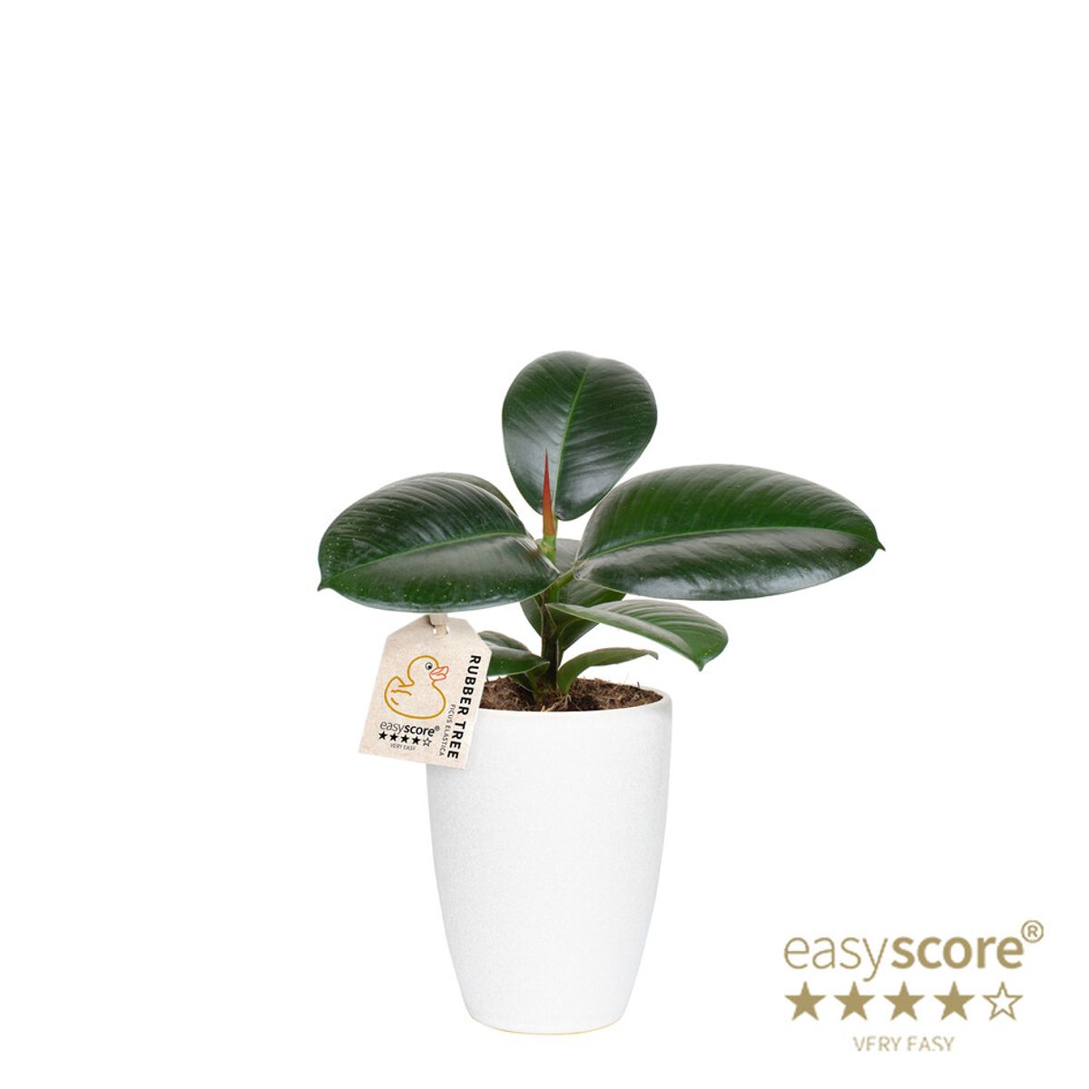 Ficus elastica 'Sofia' — Plant Wholesale FlorAccess