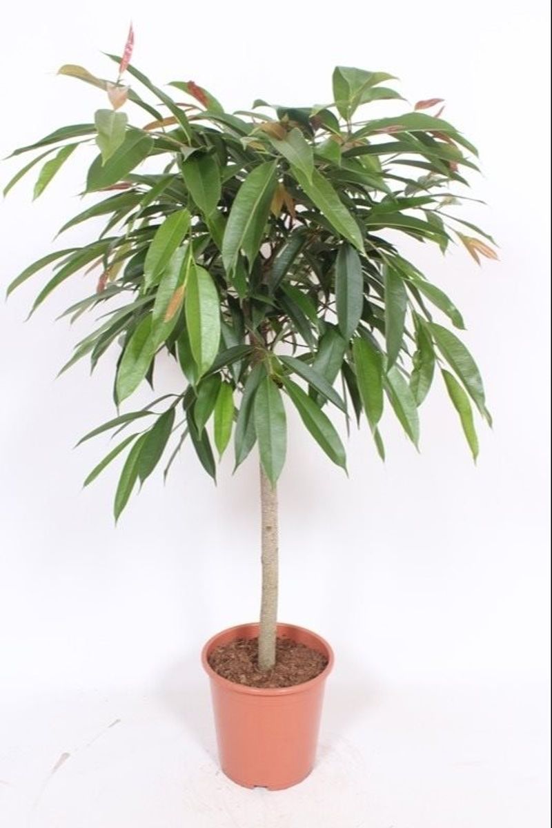 Ficus binnendijkii 'Amstel King' — Plant Wholesale FlorAccess