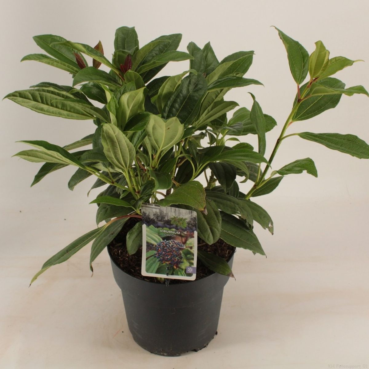 Viburnum davidii — Plant Wholesale FlorAccess