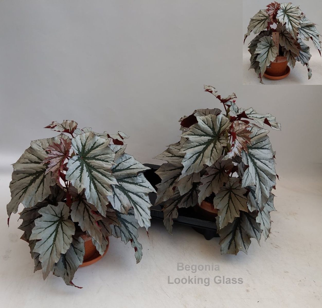 Begonia 'Looking Glass' — Plant Wholesale FlorAccess