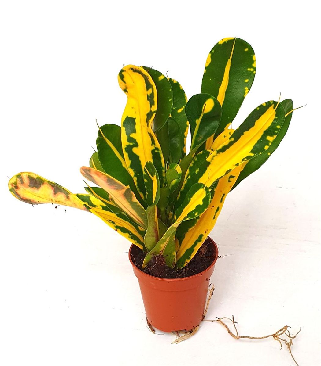 Codiaeum variegatum 'Mammi Yellow' — Plant Wholesale FlorAccess