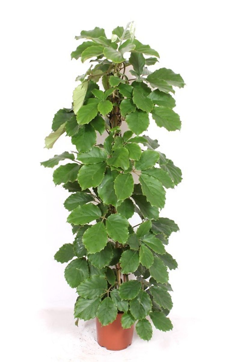 Tetrastigma voinierianum — Plant Wholesale FlorAccess