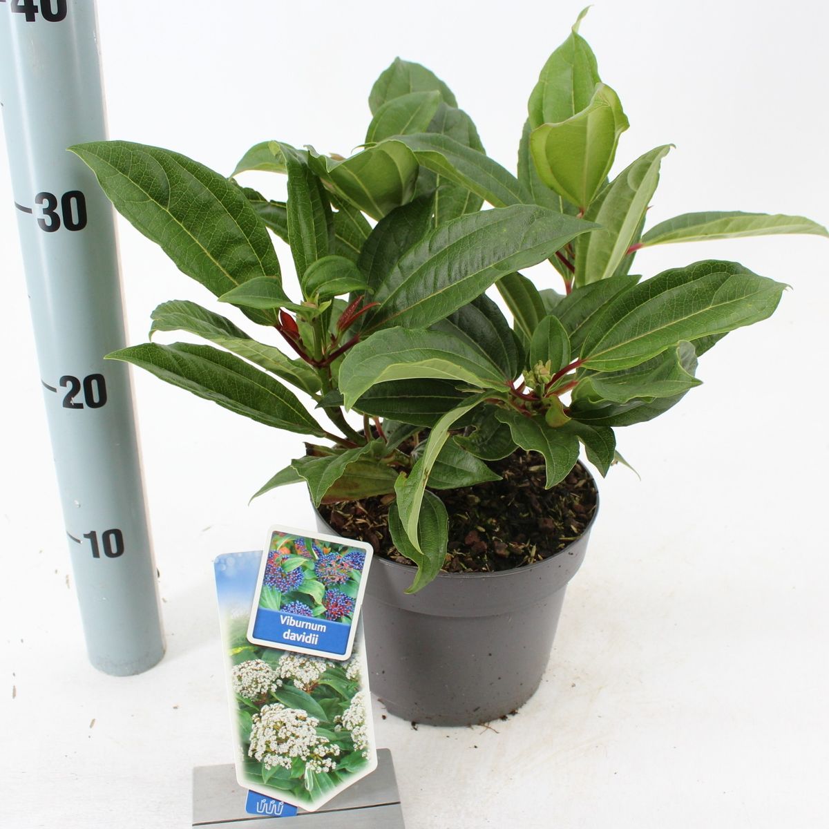 Viburnum davidii — Plant Wholesale FlorAccess
