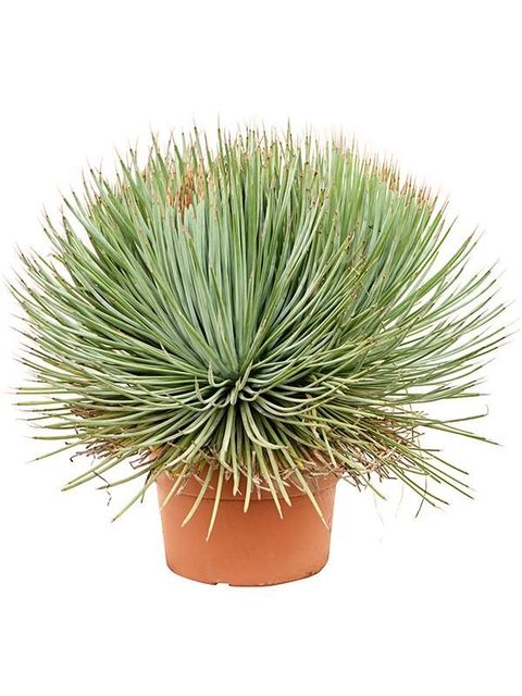 Agave stricta 'Blue' — Plant Wholesale FlorAccess