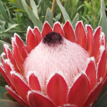 Protea 'Sheila' — Plant Wholesale FlorAccess