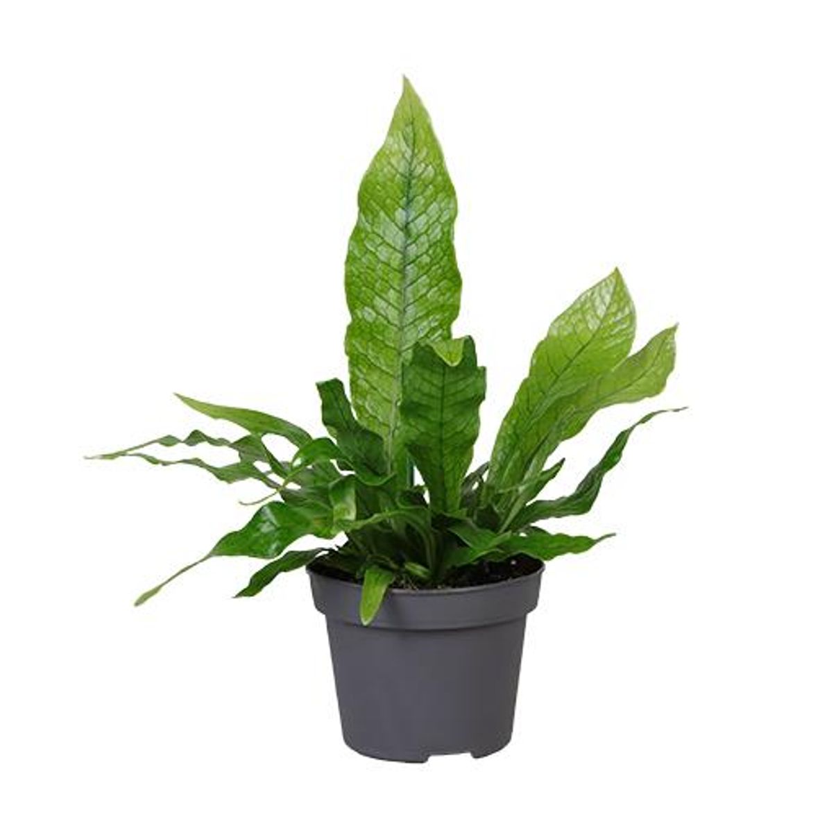 Microsorum musifolium 'Crocodyllus' — Plant Wholesale FlorAccess