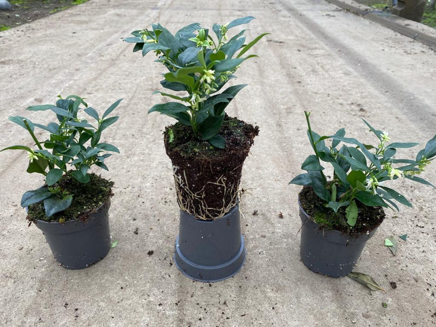 Sarcococca confusa — Plant Wholesale FlorAccess