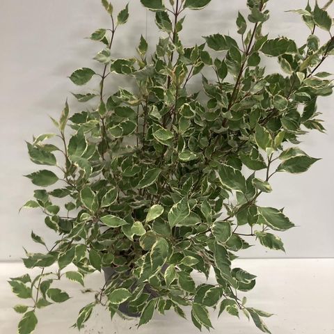 Cornus alba MIRACLE — Plant Wholesale FlorAccess