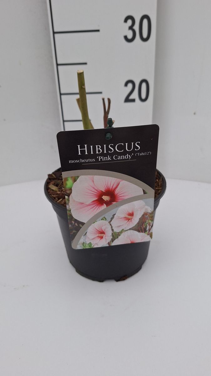 Hibiscus moscheutos CAROUSEL PINK CANDY — Plant Wholesale FlorAccess