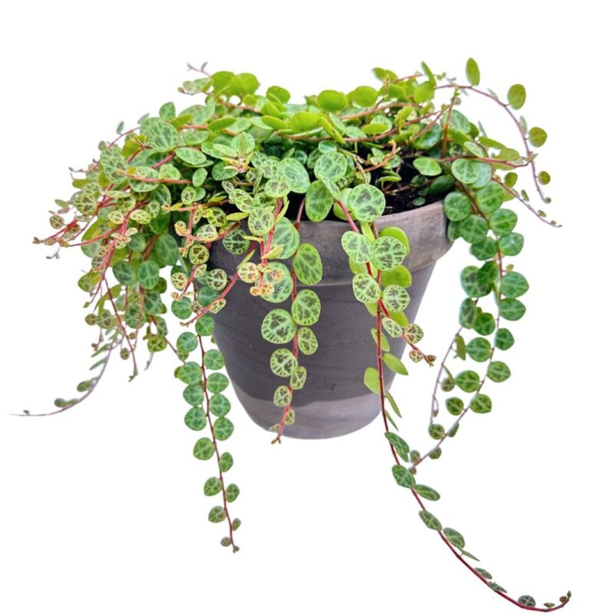 Peperomia prostrata — Plant Wholesale FlorAccess